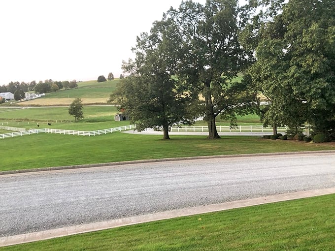 White fences frame emerald pastures like nature's version of gallery art. This isn't landscaping—it's generations of stewardship painted across the hillsides.