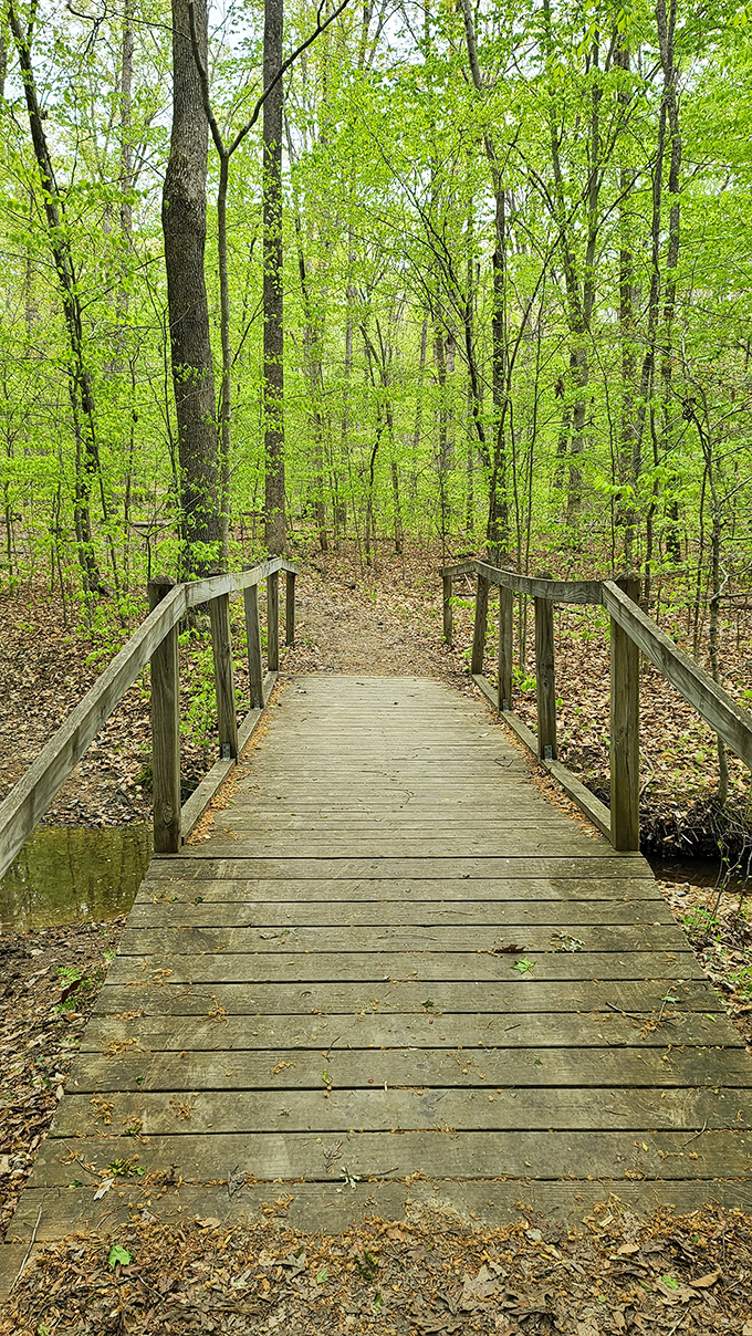 This wooden footbridge isn't just crossing a stream—it's inviting you into spring's electric green wonderland. Nature's welcome mat.