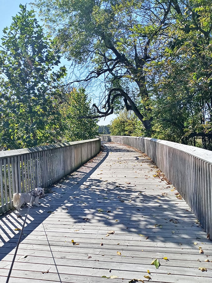 The park's wooden footbridge offers its own quiet charm—less famous than its covered cousin but equally inviting for contemplative strolls. P