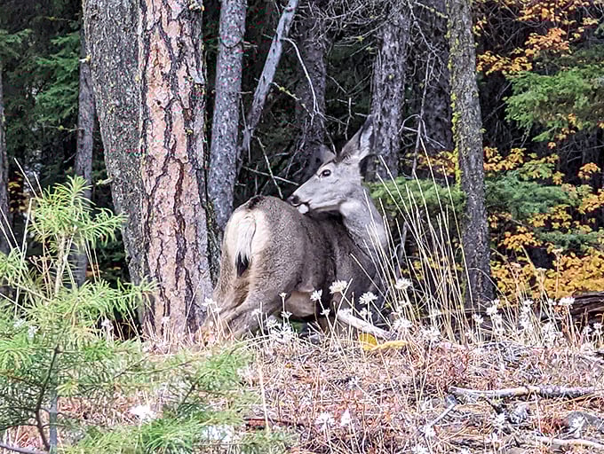 "Excuse me, I live here." Local wildlife showing us who the real homeowners are. No HOA fees for these four-legged residents.