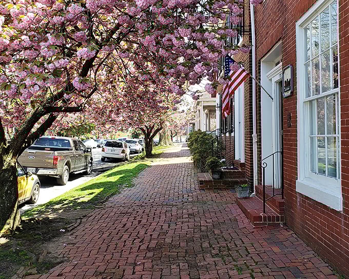 Spring in Chestertown means cherry blossoms transforming brick sidewalks into pink-canopied tunnels – nature's way of showing off against the historic architecture.