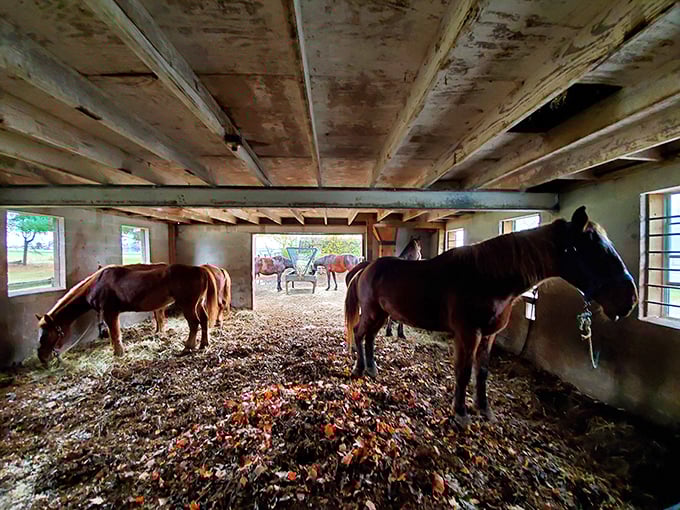 These magnificent draft horses rest in their stable, standing on autumn leaves that create nature's most beautiful carpet.