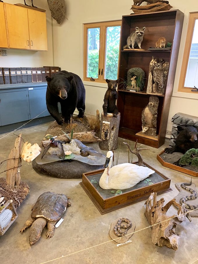 The visitor center's wildlife displays bring the park's inhabitants to eye level. That black bear looks suspiciously like he's considering a career in museum security.