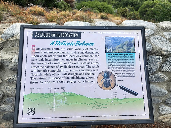 Knowledge is power! This interpretive sign explains the delicate ecosystem balance, proving that even paradise comes with an instruction manual.