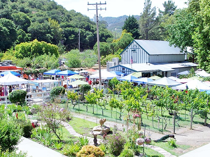 Vineyards with a view – Kelsey See Canyon offers the perfect blend of natural beauty and cultivated pleasures, all under the watchful gaze of coastal hills.