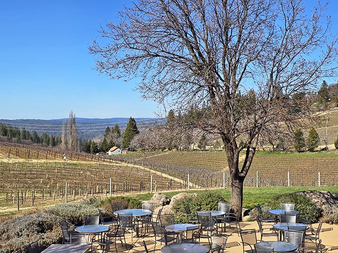 Vineyard views that make you understand why settlers decided California was worth the dangerous journey west.
