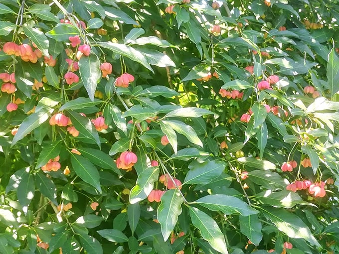These delicate pink seedpods dangle like nature's earrings, adorning the garden with jewelry more precious than anything in a display case.