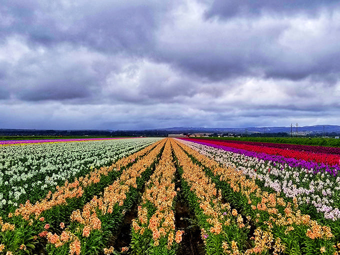 Lompoc's flower fields transform the valley into nature's color palette—like someone spilled a giant box of crayons across the landscape.
