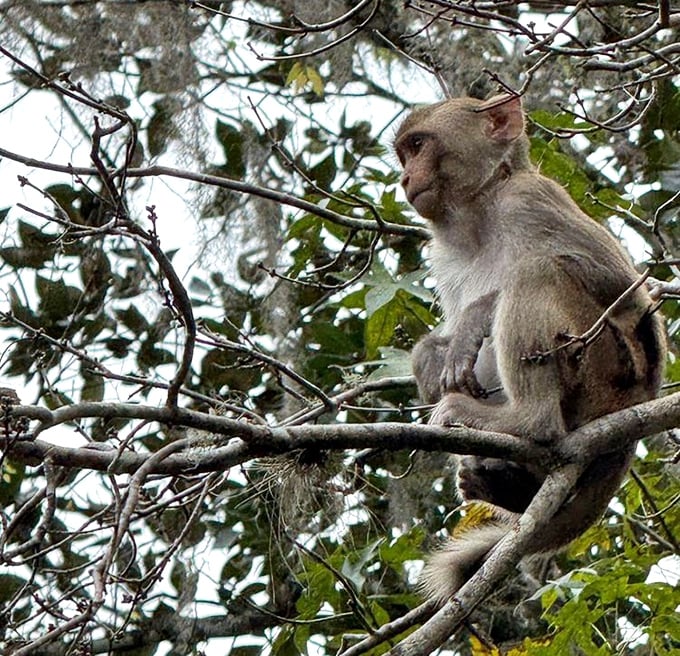 The unexpected primate committee member observing park operations. These rhesus macaques are Silver Springs' most controversial residents—unauthorized but undeniably photogenic.