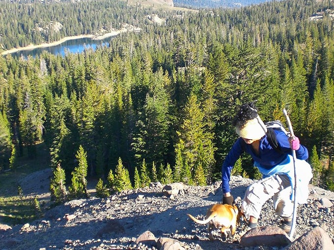 Earning those panoramic views one step at a time. When your hiking buddy has four legs, even the steepest trails feel like a walk in the park.