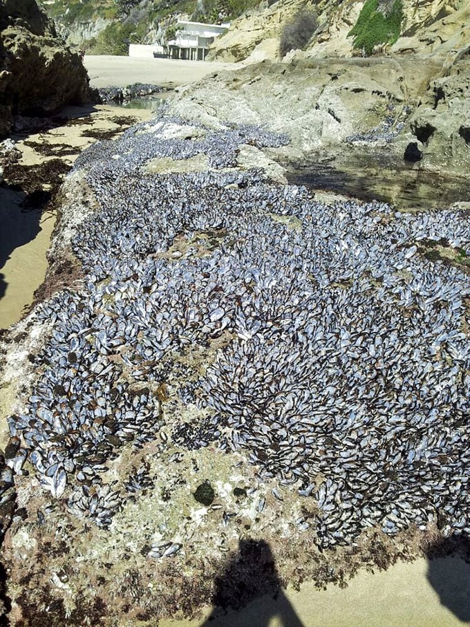 Nature's apartment complex! Thousands of mussels cling to coastal rocks, proving even shellfish appreciate Laguna Beach's prime oceanfront property.