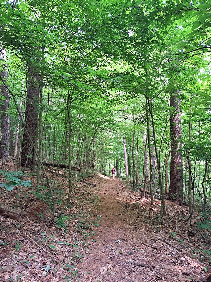 Nature's cathedral—where the sunlight filters through leafy stained glass and the only hymns are birdsongs and rustling leaves.