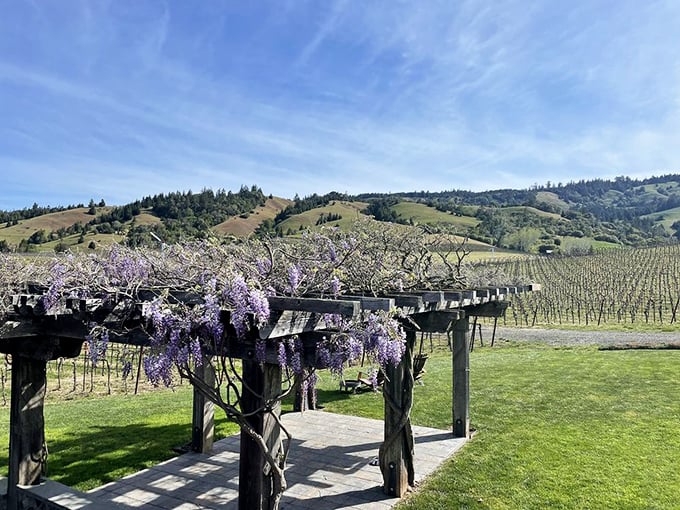 A wisteria-draped pergola frames vineyard views – nature's purple curtain opening to reveal Anderson Valley's finest production.
