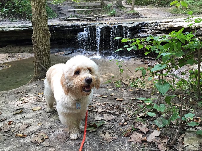 A picturesque waterfall tucked among limestone outcroppings proves Nebraska has more surprises than flat cornfields. The pup clearly approves!