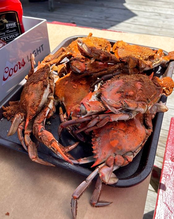 Steamed crabs dusted with Old Bay—nature's perfect food requiring tools, patience, and the willingness to look ridiculous while thoroughly enjoying yourself.