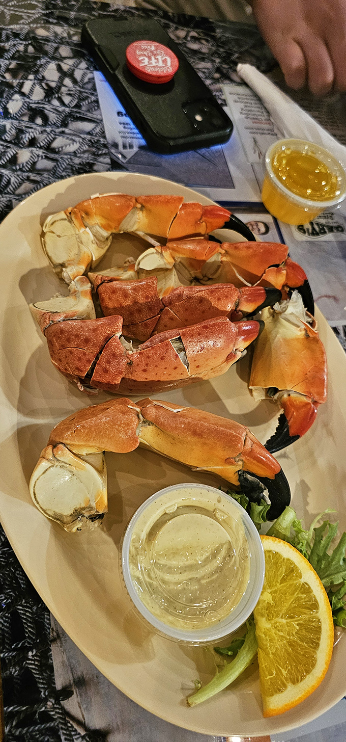 Stone crab claws arranged like a seafood still life—nature's perfect design for delivering sweet meat with just a hint of ocean breeze.