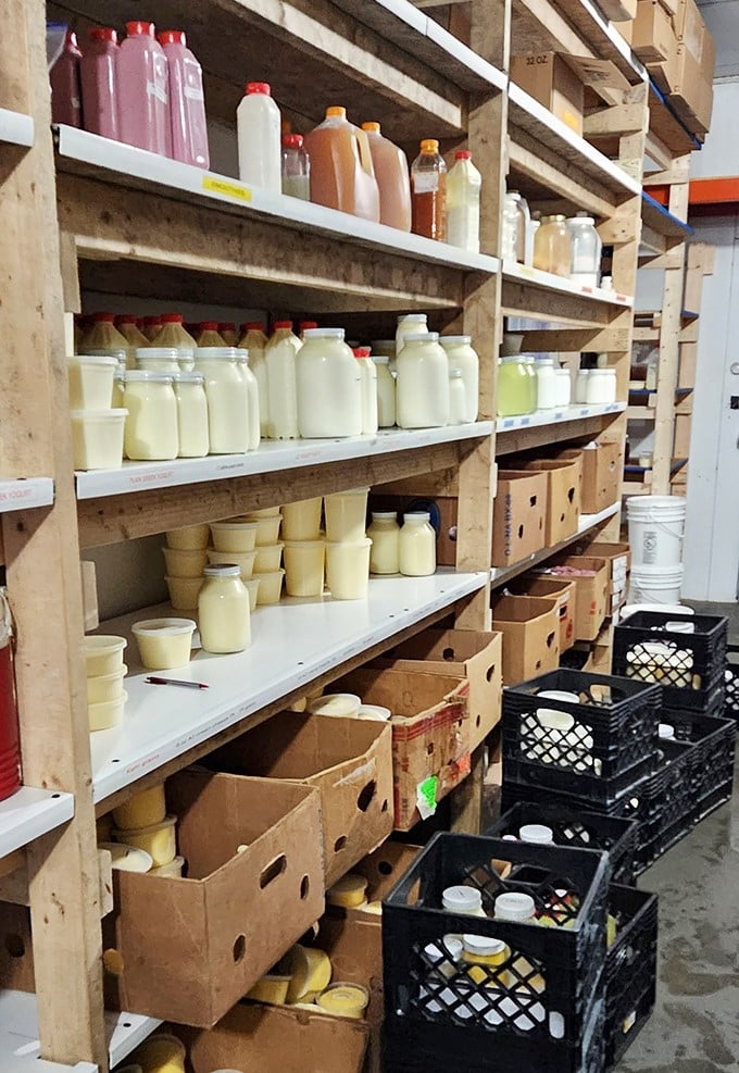Liquid gold lines these rustic wooden shelves. If milk could tell stories, these bottles would have epics to share about grass-fed beginnings.