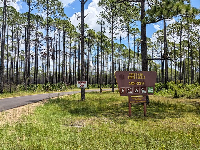 Tate's Hell State Forest offers nature's therapy session without the hourly rate – tall pines standing like therapists ready to listen to whatever's weighing on your mind.