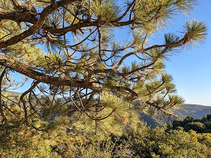 Nature's architecture at its finest—pine branches reaching skyward like a cathedral's arches, framing glimpses of the blue beyond.