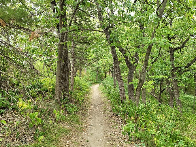 Nature's cathedral. These sun-dappled trails invite you to wander beneath a green canopy where the only rush hour is a family of squirrels changing trees.
