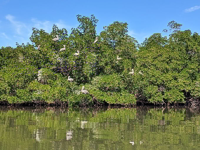 Nature's high-rise apartments. These mangroves serve as crucial nurseries for marine life and natural buffers against storms—Florida's unsung environmental heroes.
