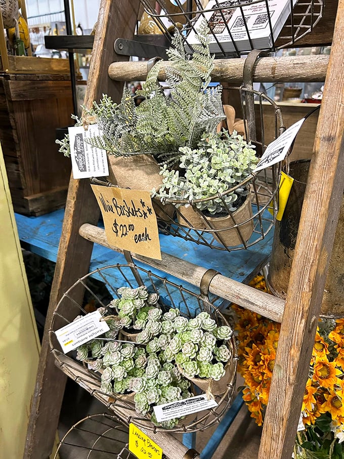 Rustic ladder meets modern farmhouse chic. These succulents require no water, no sunlight, and absolutely zero gardening skills—my kind of plants!