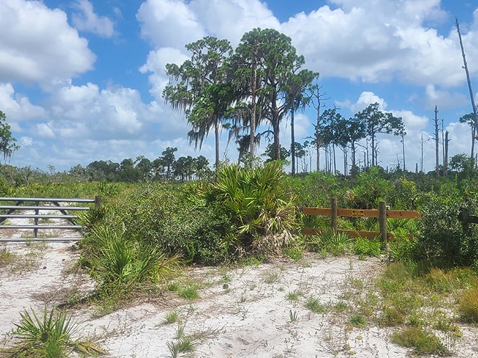 The scrub's distinctive landscape – where Spanish moss dangles from pines like nature's own attempt at holiday decorations.