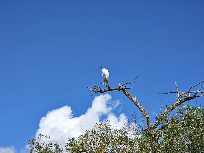 Nature's perfect perch—a great egret surveys its kingdom with the regal patience of a monarch who knows good things come to those who wait.