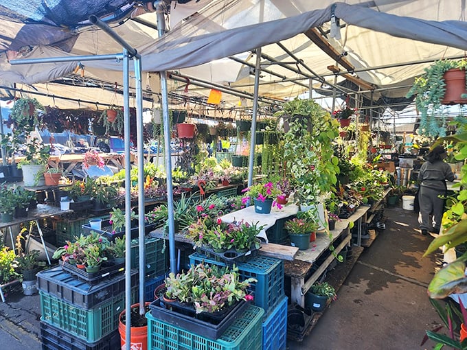 Nature's jewelry department, where potted possibilities await green thumbs and serial plant killers alike. Succulents: the pets that forgive your neglect.