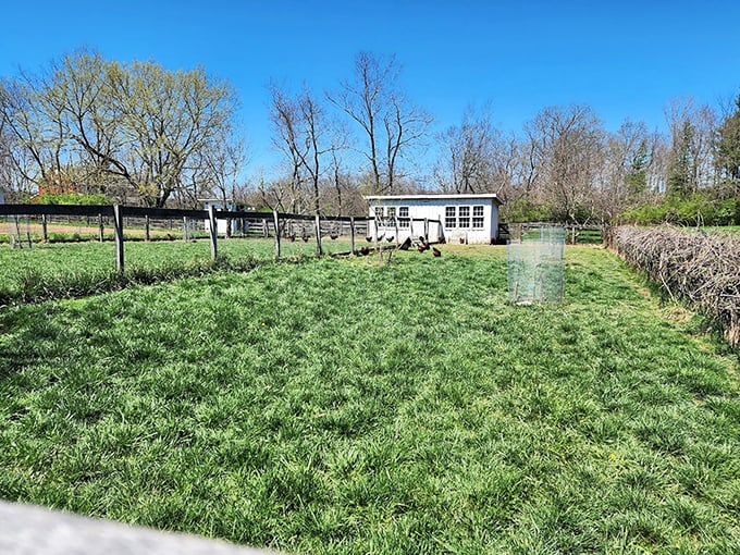 A pastoral canvas of green stretches toward a humble outbuilding, offering the kind of peace that no meditation app could ever replicate.