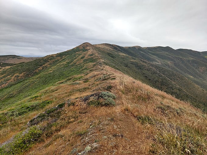 The ridge trail to Point Sal—where every uphill step is repaid with panoramic views that make your smartphone camera feel woefully inadequate.