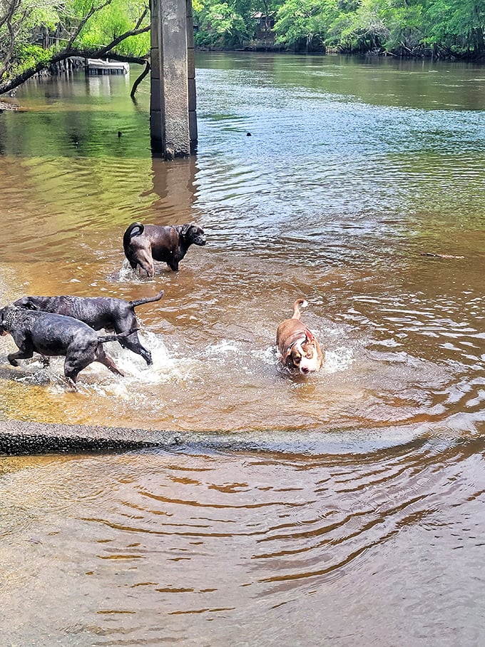 Dogs living their best lives in the Edisto River. This is what pure joy looks like when you don't have opposable thumbs or mortgage payments.