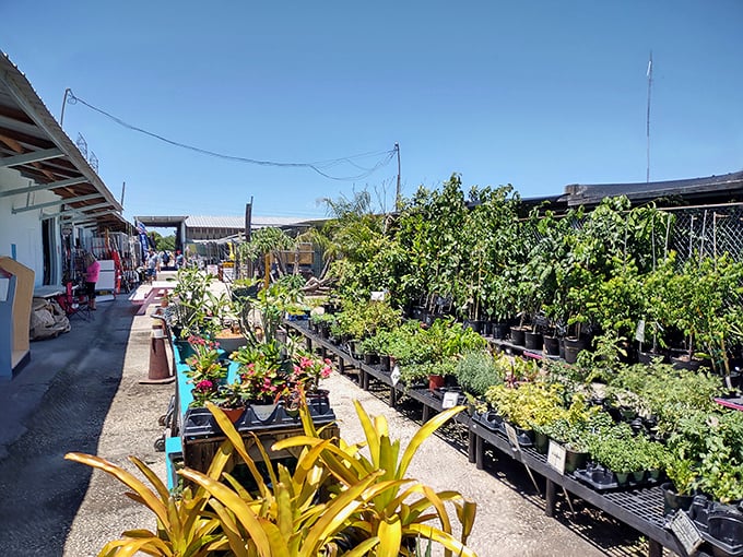 Florida's green thumb paradise. These plants aren't just surviving the heat—they're thriving in it, much like the snowbirds who come to adopt them.