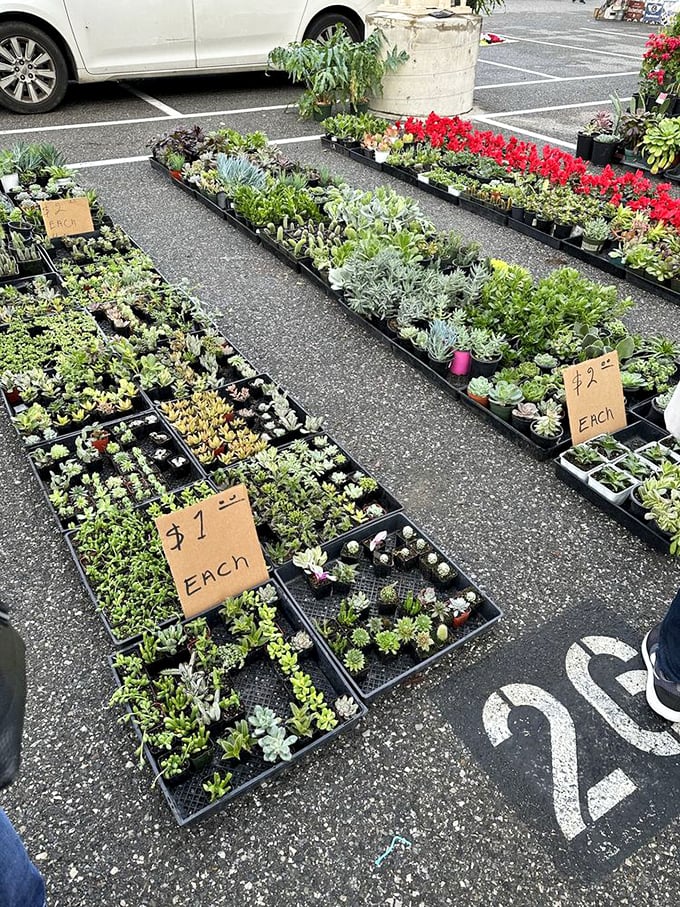Succulents lined up like little green soldiers, ready to survive your brownest thumb with dignity.