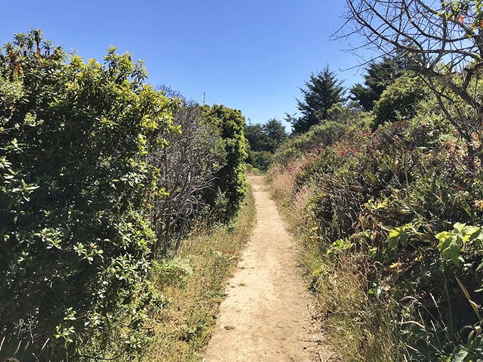 Nature's hallway beckons with wild abandon—this trail promises the kind of therapy no couch session could ever provide.