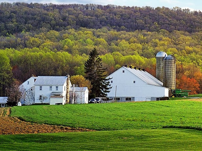 East Earl's rolling hills cradle white farmhouses and silver silos—where the ingredients for tonight's feast are just steps from the kitchen.