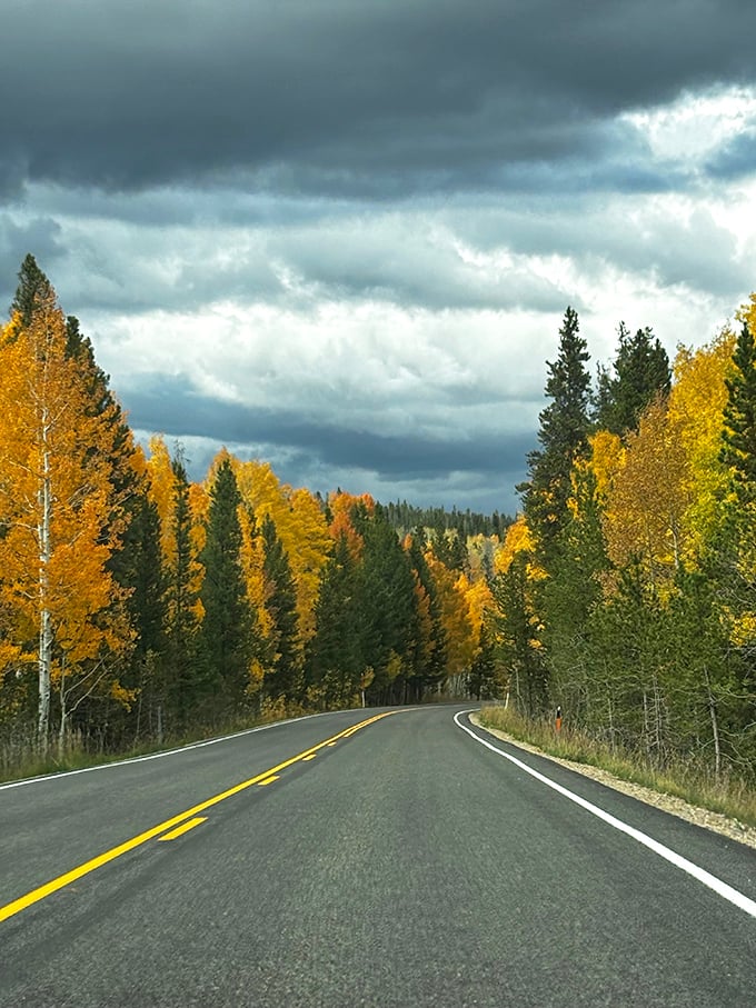 The autumn road winds through golden aspens like driving through a tunnel made of pure sunshine.