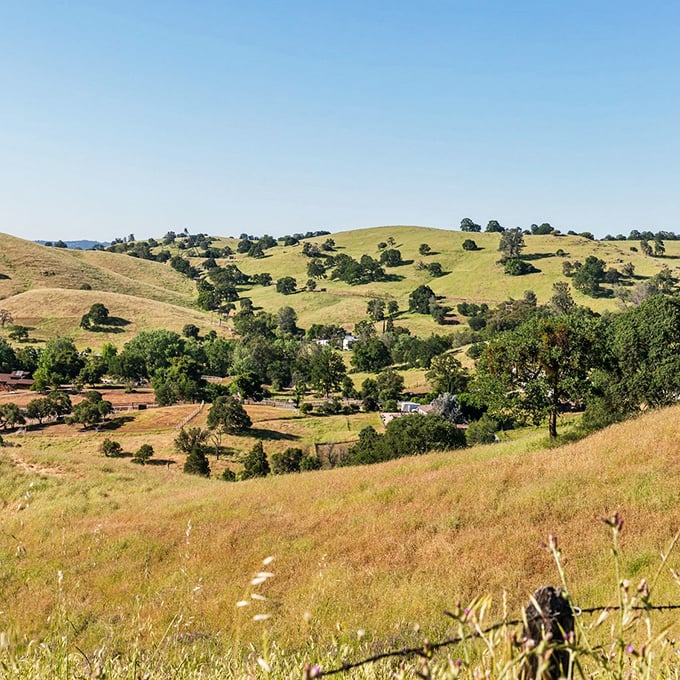 Golden hills dotted with ancient oaks—the backdrop to Amador's story hasn't changed much since the first miners arrived.