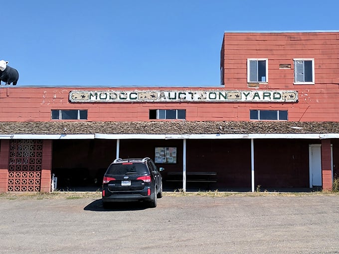 The Modoc Auction Yard—where rural tradition meets commerce. That weathered sign has witnessed more handshake deals than most corporate boardrooms ever will.