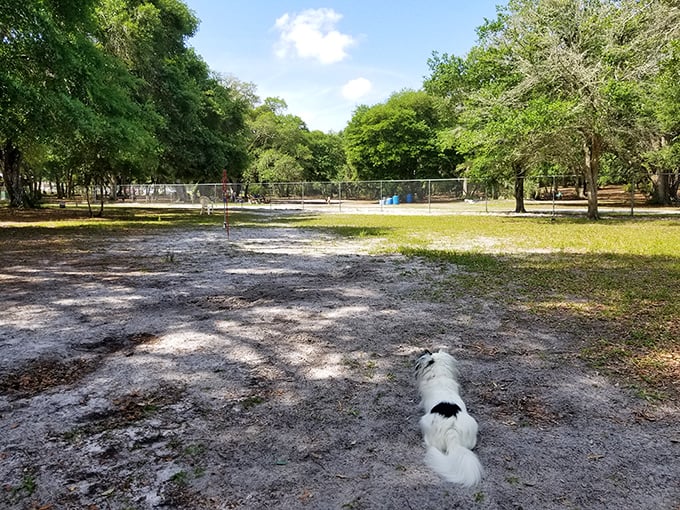 At Bark Central Dog Park, four-legged residents enjoy retirement living too – this pup's expression says, "Why would anyone choose Miami over this?"