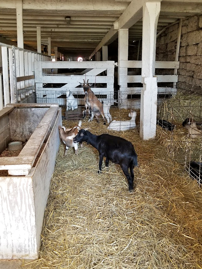 These goats aren't kidding around about their accommodations—straw bedding beats memory foam when you're living the authentic life.