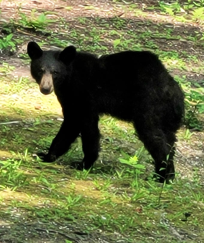Excuse me, did someone mention picnic baskets? A black bear reminds visitors why Kingdom Come is truly wild Kentucky.