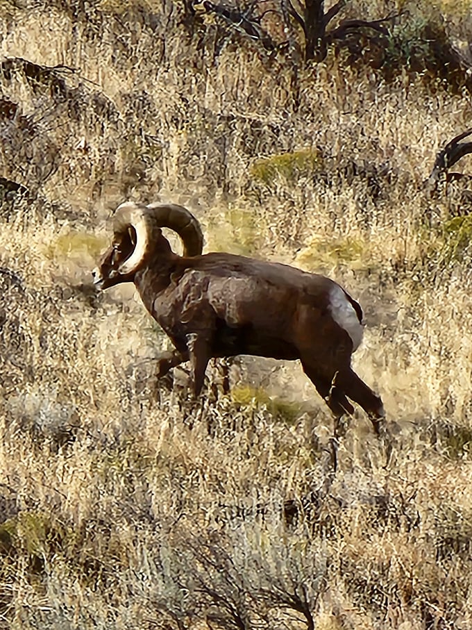 The resident bighorn sheep don't need Instagram—they've been striking majestic poses in these canyons for centuries.