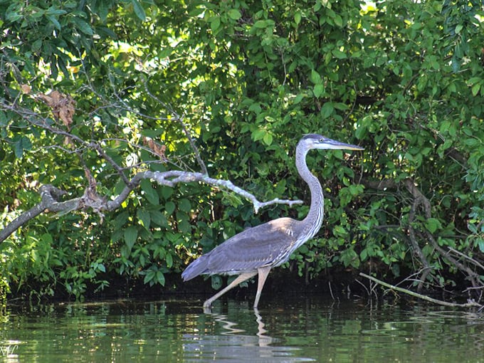 Nature's most patient fisherman—a great blue heron stands motionless in the shallows, demonstrating that good things come to those who wait.