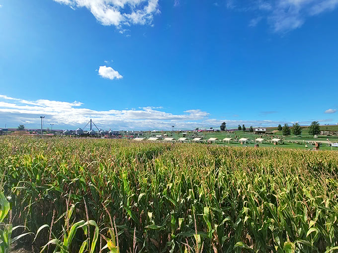 Corn mazes at Cherry Crest Adventure Farm stretch toward the horizon, proving that getting lost can sometimes be the whole point of the journey.