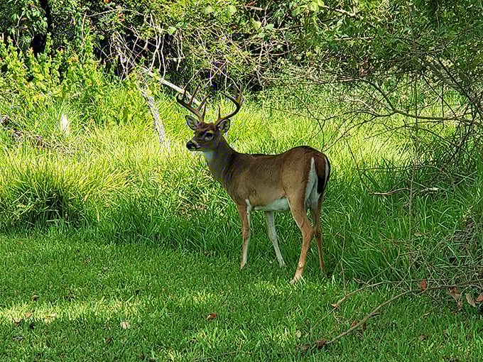 "Excuse me, did you make a reservation?" This resident deer seems completely unfazed by human visitors, demonstrating the peaceful coexistence of wildlife throughout the park.
