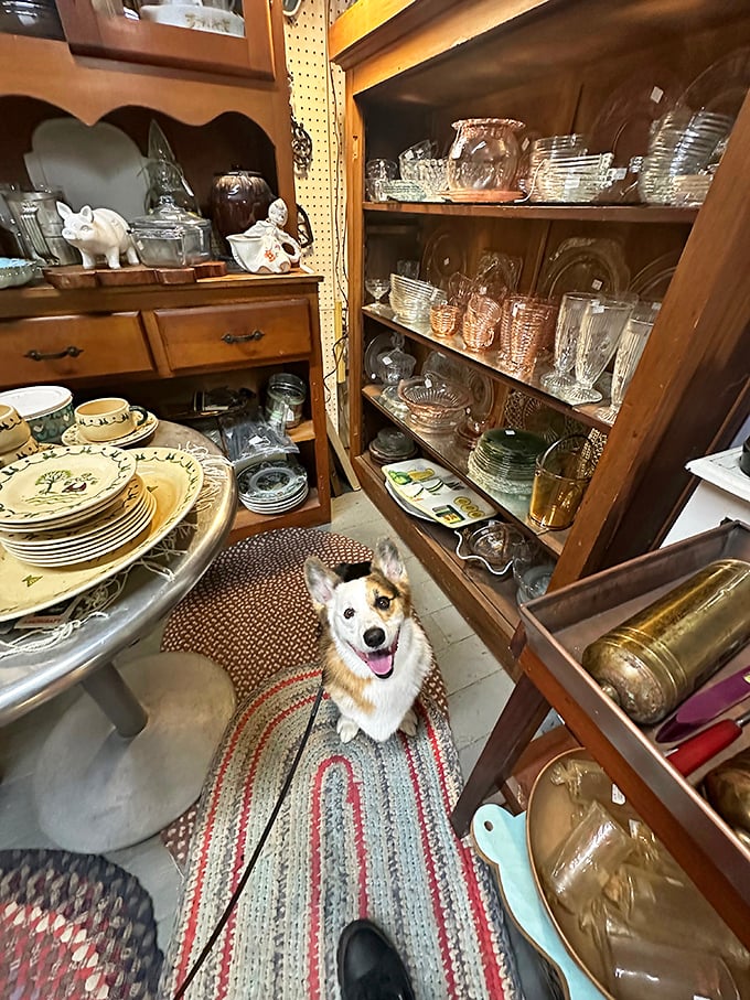 A friendly shop dog guards vintage dishware with a smile. The perfect companion for your hunt through culinary artifacts of yesteryear.