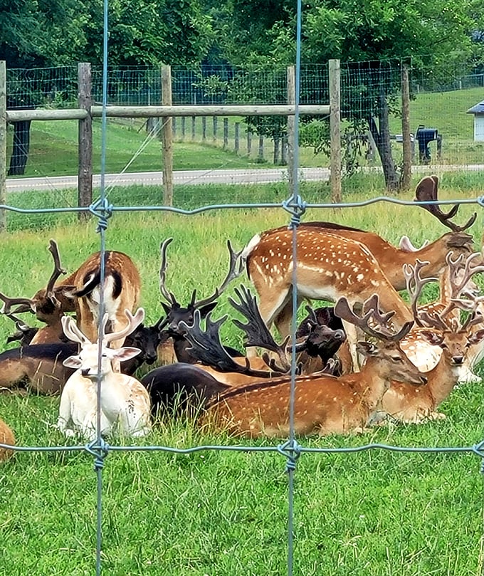 Even the wildlife seems more peaceful here. These fallow deer lounging together look like they're posing for their album cover.