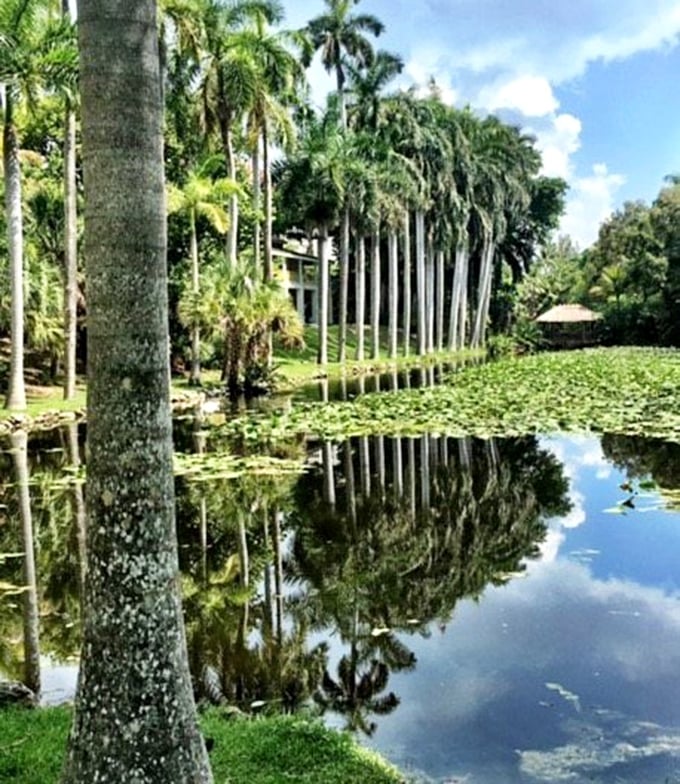 Towering palms create perfect mirror images in the still waters—nature's own Instagram filter before filters were even a thing.