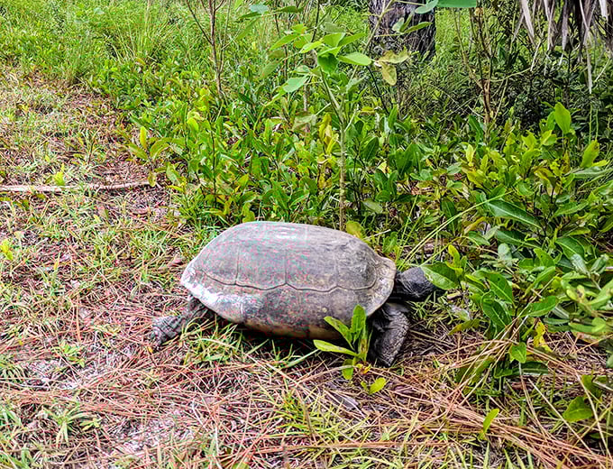 Meet one of the park's oldest residents—the gopher tortoise—nature's bulldozer and ecosystem engineer who's been perfecting social distancing for millennia.